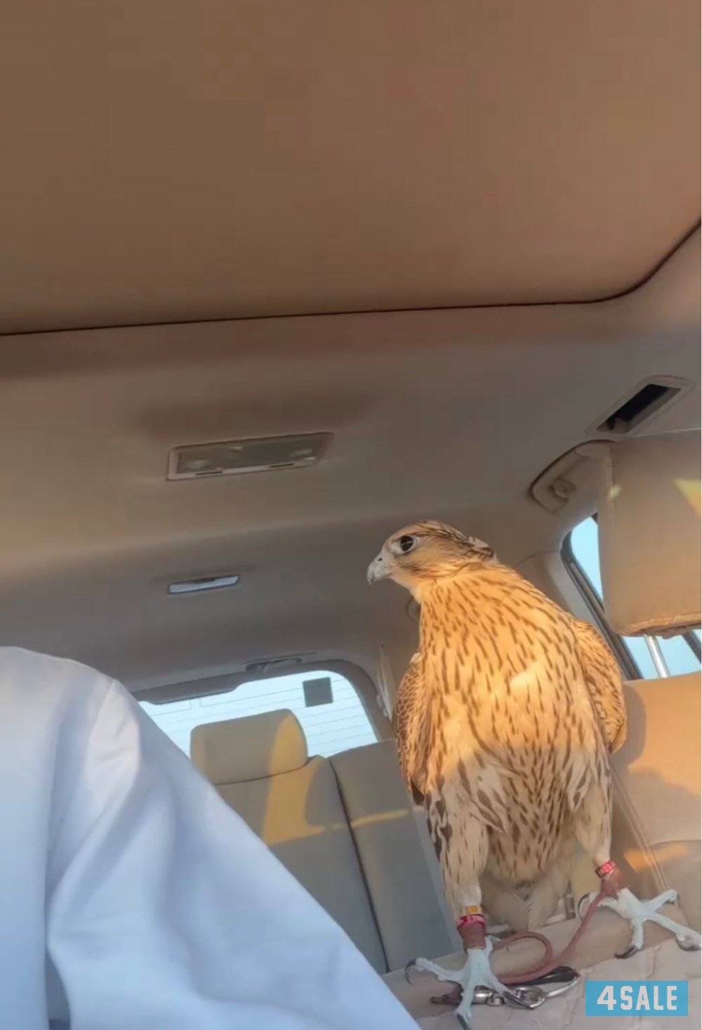 للبيع جير تبع، رقم:18188238