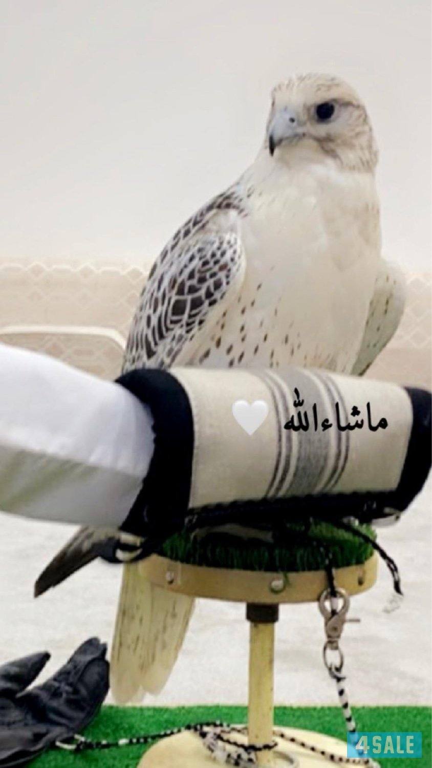 فاقدلي جير بيور، رقم:18201041