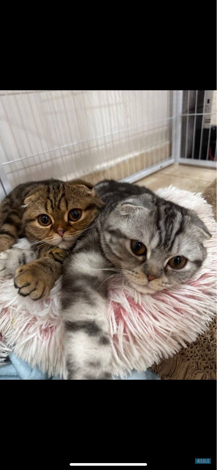 For sale Scottish tabby mix, No:18204350