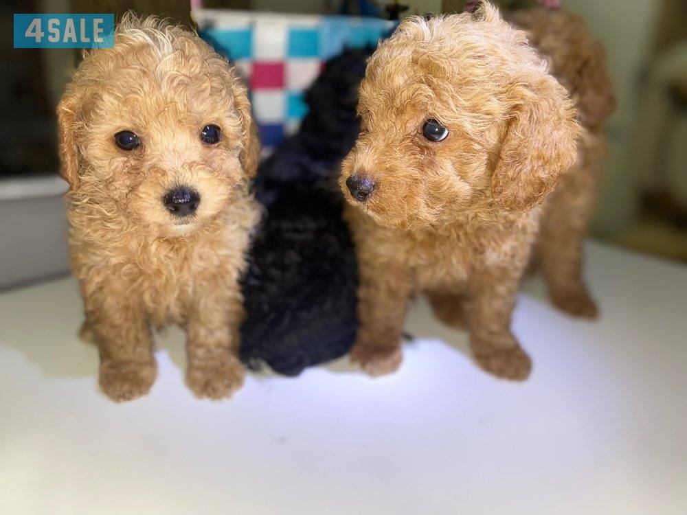 Pure toy poodle ، رقم:18447129