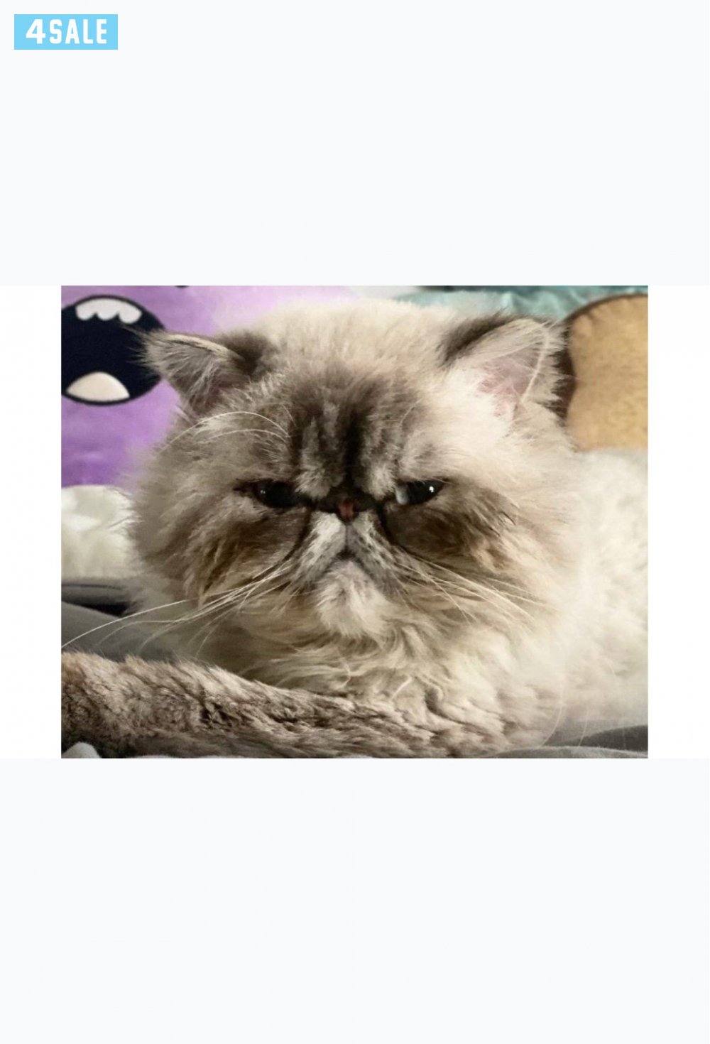 Peaky face cat, No:18541034