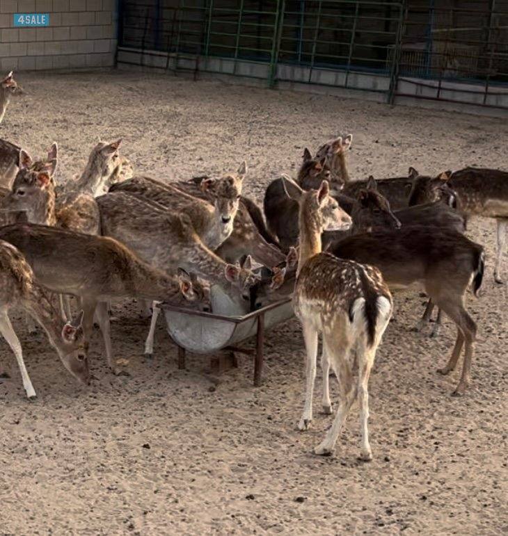 Buy animals and pets in Kuwait on 4Sale for the best price. (page: 2)