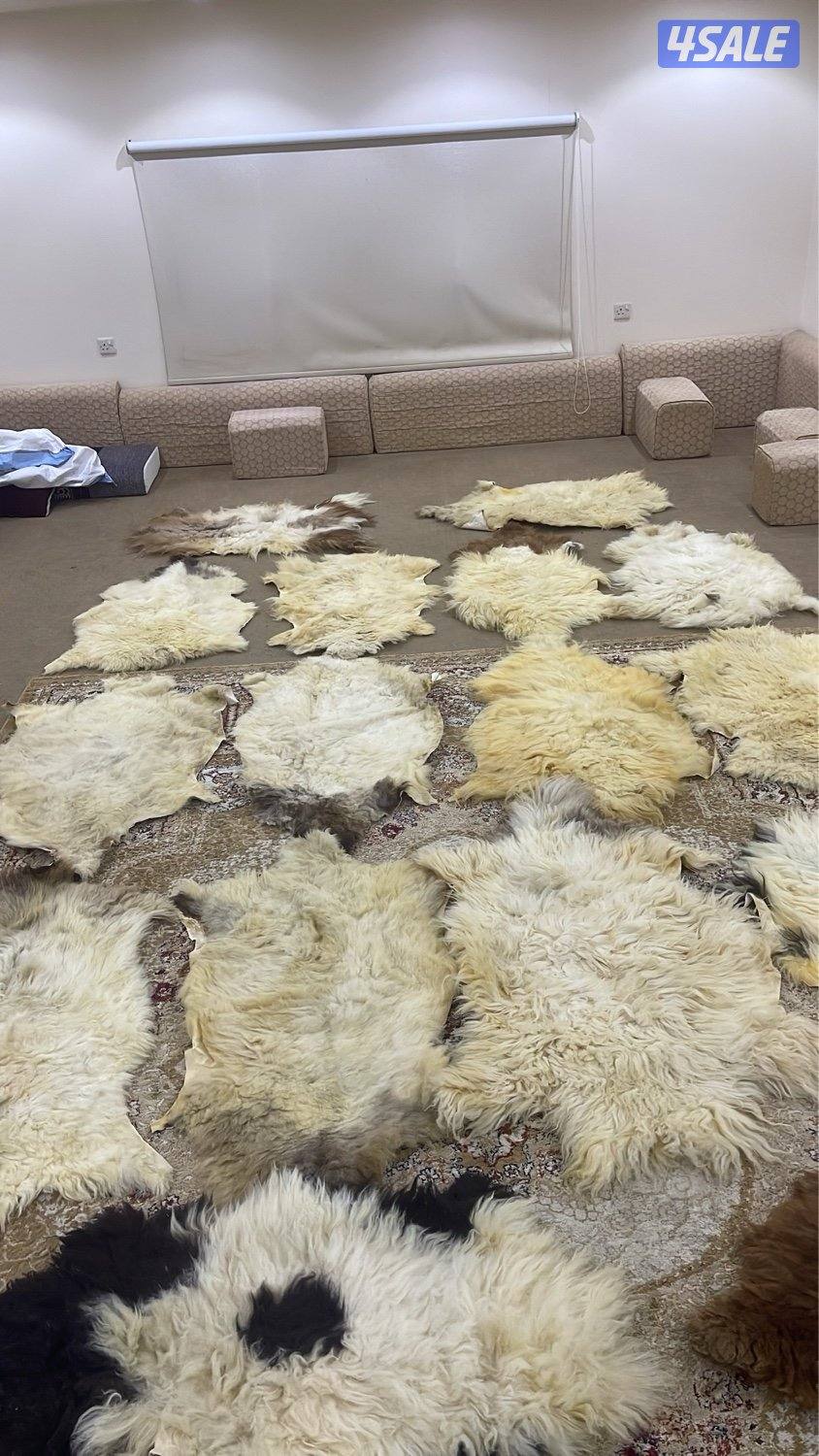 صوف غنم طبيعي، رقم:19434791