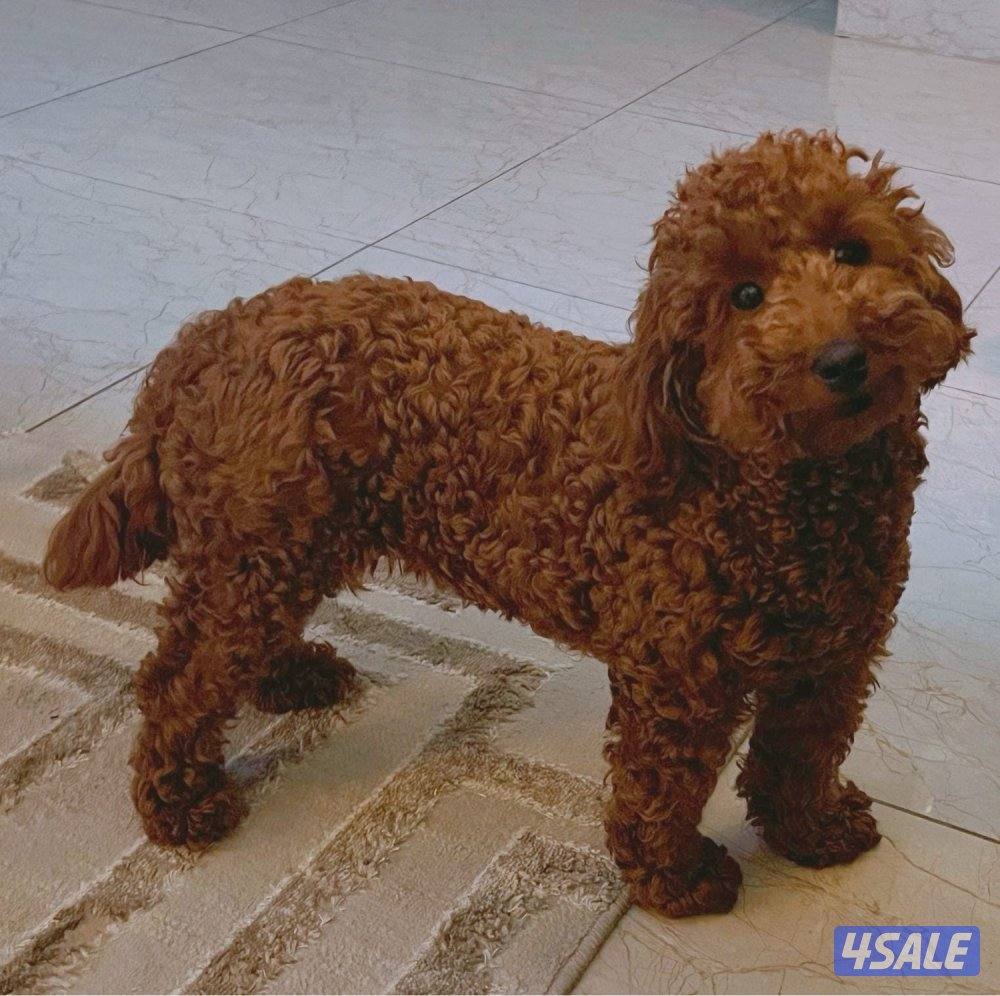 Korean poodle- Female -1year old -rabies vaccines - passport، رقم: