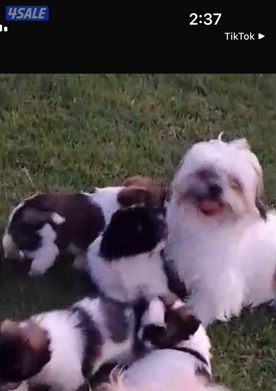 4sale puppy's Shih Tzu Pure & Pekingese Pure & poodle, No:19822350