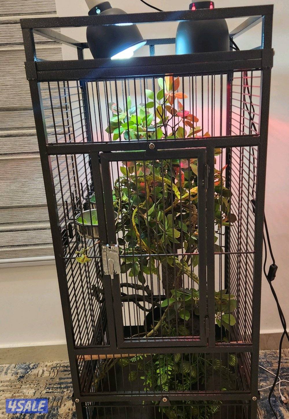 chameleon set up اغراض حرباية، رقم:19945940