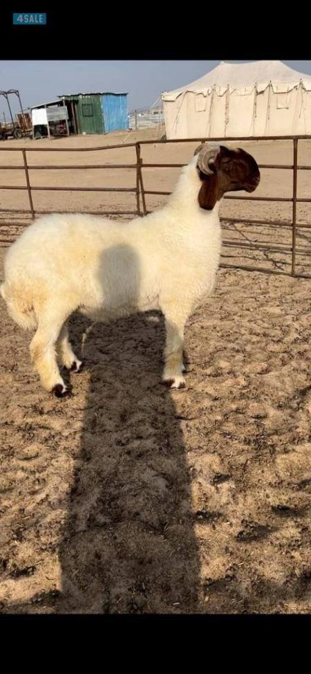 Buy animals in Kuwait on 4Sale for the best price.