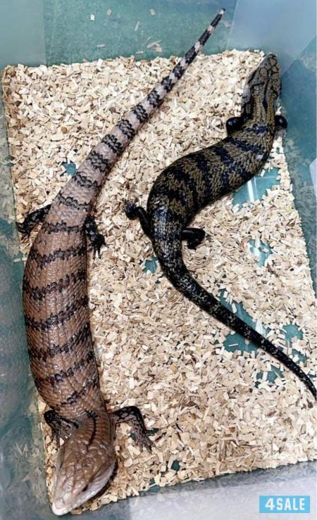 Buy animals and pets in Kuwait on 4Sale for the best price. (page: 1)