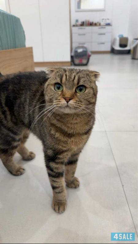 Buy cats in Kuwait on 4Sale for the best price. (page: 5)