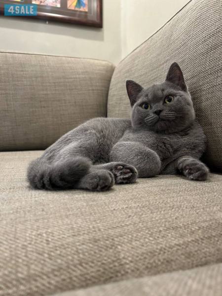 Buy cats in Kuwait on 4Sale for the best price. (page: 1)