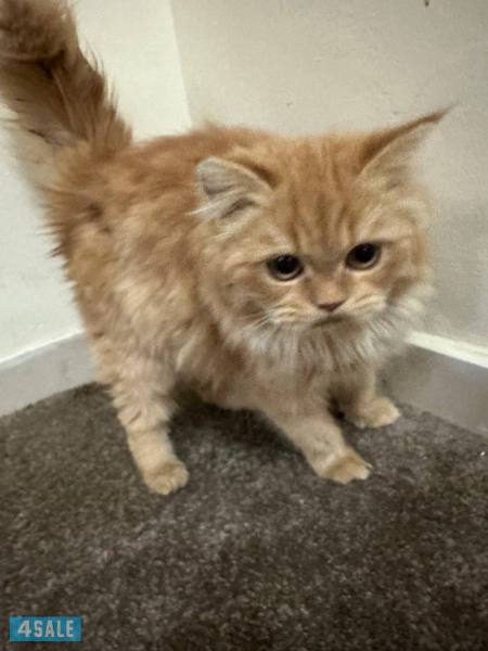 Buy cats in Kuwait on 4Sale for the best price. (page: 1)