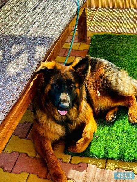 Buy animals in Kuwait on 4Sale for the best price.